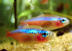 Cara Memelihara Ikan Cardinal Tetra (Panduan Lengkap) - Solahart Handal