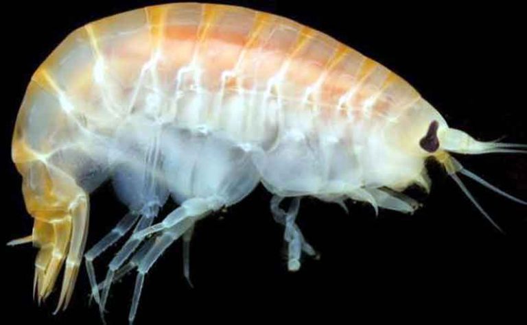 Top 7 Scary and Weird Deep-Sea Creatures - Solahart Handal