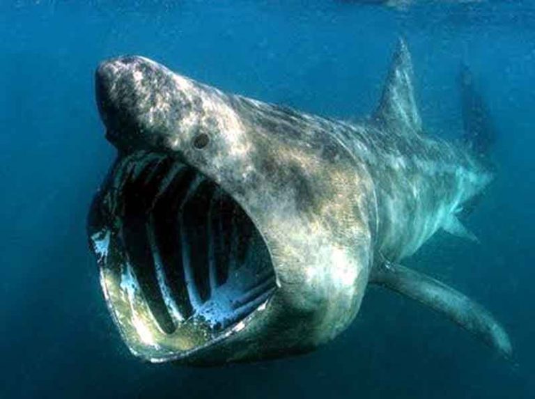 Top 7 Scary and Weird Deep-Sea Creatures - Solahart Handal