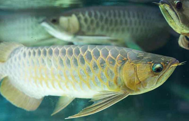 Cara Memelihara Ikan Arwana Silver (Panduan Lengkap) - Solahart Handal