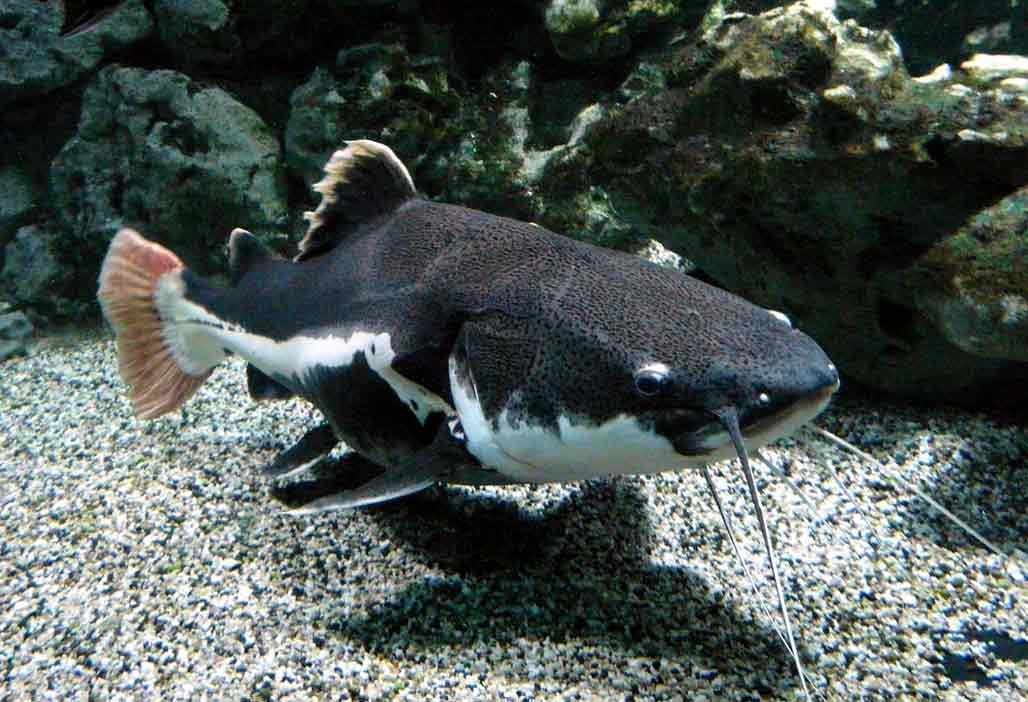 Cara Memelihara Ikan Red Tail Catfish (Panduan Terlengkap) - Solahart Handal