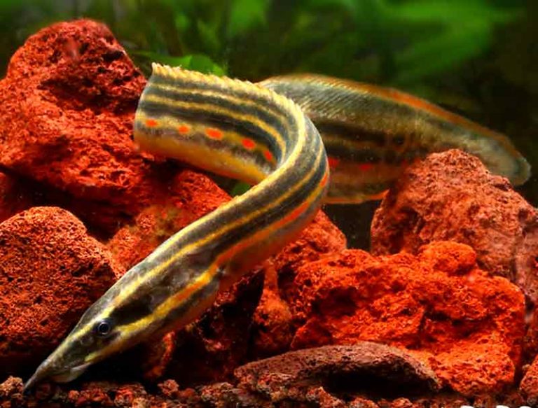 Cara Memelihara Fire Eel alias Sili Api (Panduan Lengkap) - Solahart Handal