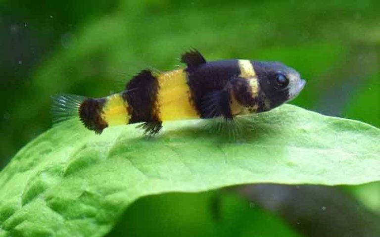 True Freshwater Bumblebee Goby Fish Care (Complete Guide) - Solahart Handal