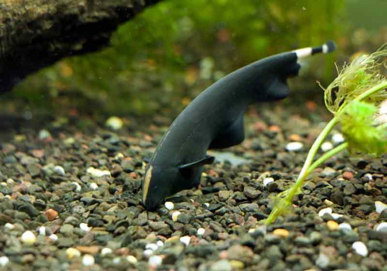 Black Ghost Knifefish (Apteronotus albifrons): Ultimate Care Guide ...
