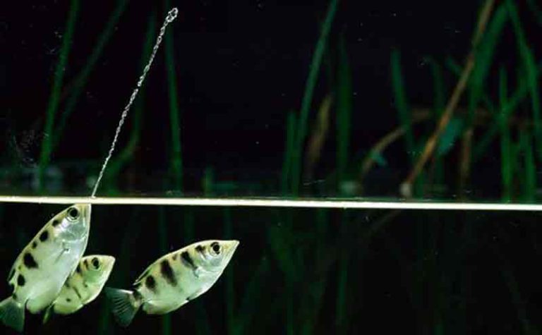 Archerfish Care Guide for Beginners - Solahart Handal