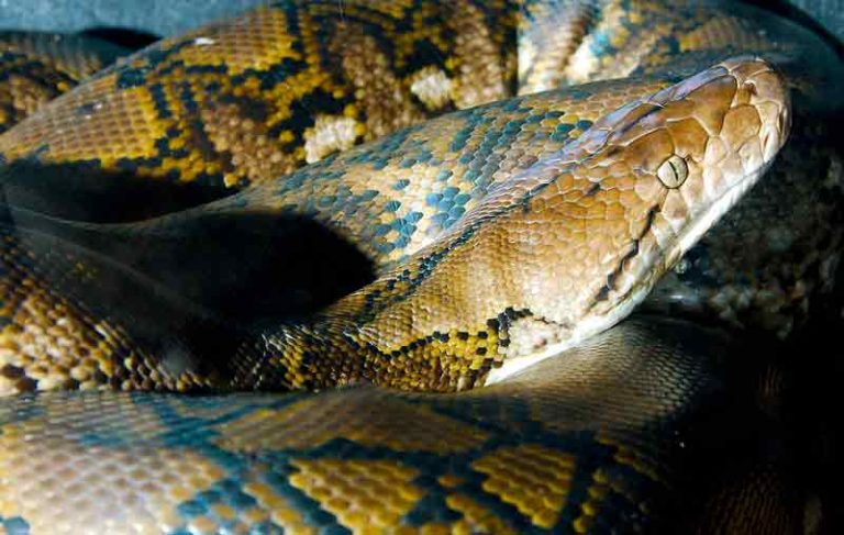 Reticulated Python Feeding: All You Need to Know - Solahart Handal