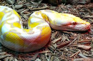 Albino Reticulated Python Care Guide - Solahart Handal