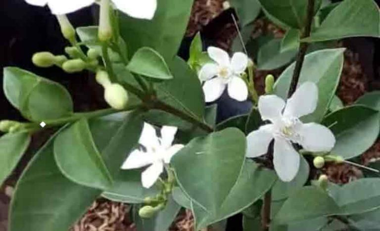 Cara Menanam Bunga Melati Bonsai - Solahart Handal