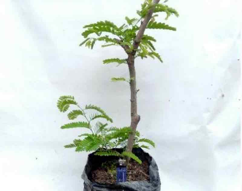 Cara Menanam Bonsai Asem Dongkelan - Solahart Handal