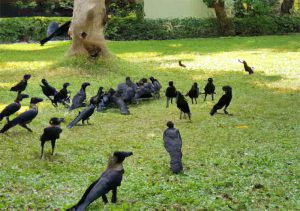The Ultimate Guide on How to Attract Crows to Your Garden - Solahart Handal