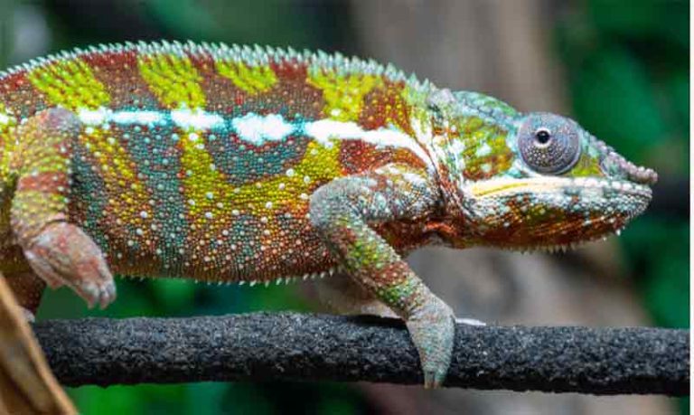 Breeding Panther Chameleons: A Beginner's Guide - Solahart Handal