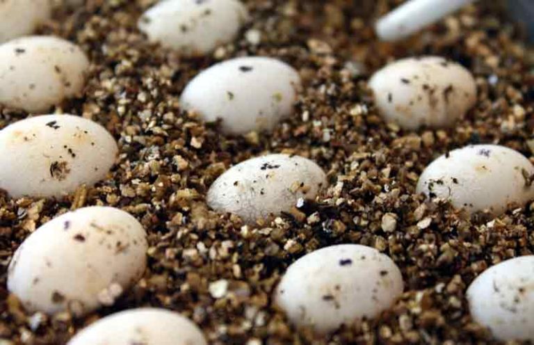 How to Incubate Chameleon Eggs - Solahart Handal