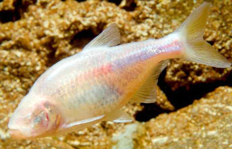 Exploring the Mysterious World of Blind Cave Tetras - Solahart Handal