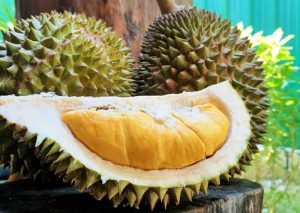 Cara Menanam Durian Musang King agar Cepat Berbuah - Solahart Handal
