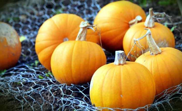 Cara Menanam Labu Kuning Agar Cepat Berbuah - Solahart Handal