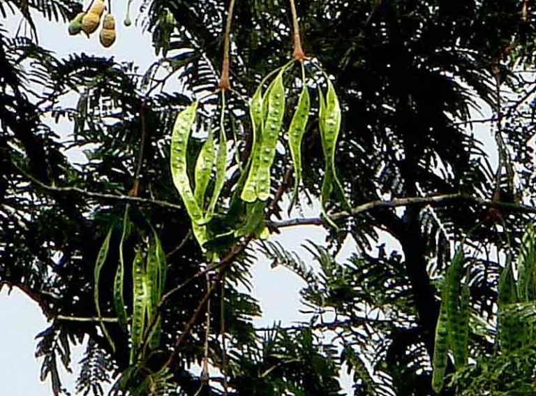 6 Cara Menanam Pohon Petai Agar Cepat Berbuah - Solahart Handal