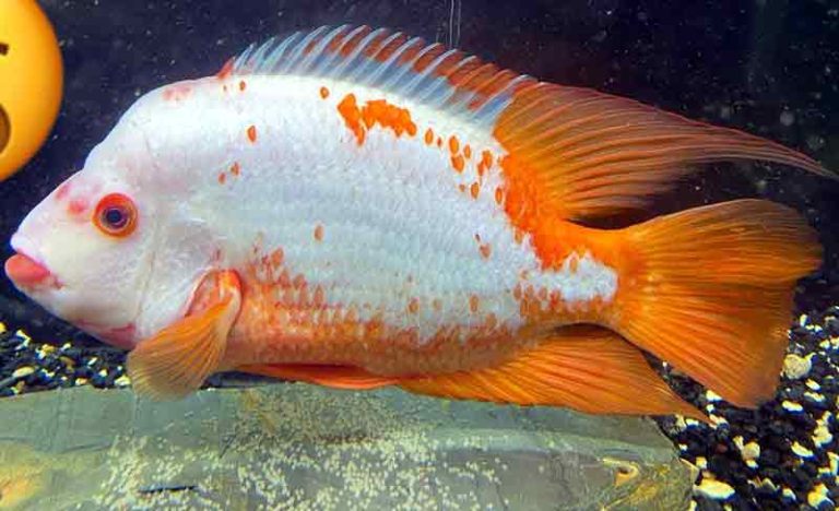 Red Devil Cichlid Care Guide - Solahart Handal