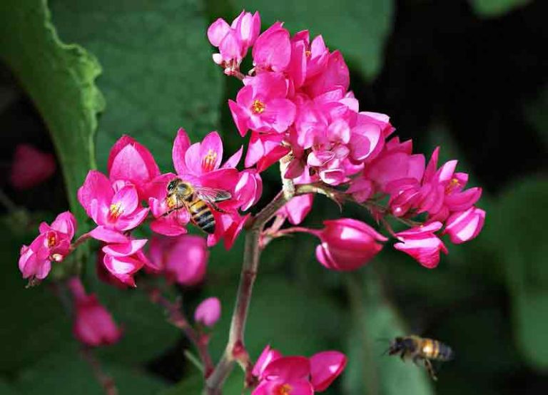 Cara Menanam dan Merawat Bunga Air Mata Pengantin - Solahart Handal