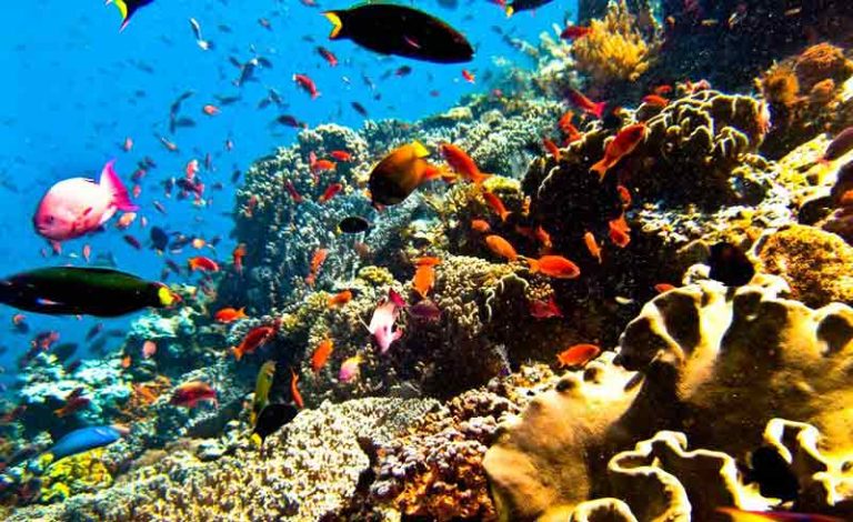 Diving in Bali: Exploring the Magnificent Underwater World - Solahart ...