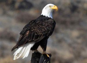 50 Kata Bijak Tentang Burung Elang - Solahart Handal