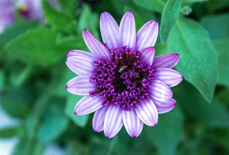 Nama-nama Bunga dari Huruf A sampai Z - Solahart Handal