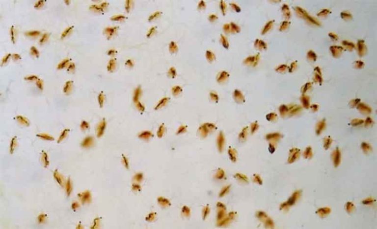 Apakah Hewan Kutu Air Berbahaya? - Solahart Handal