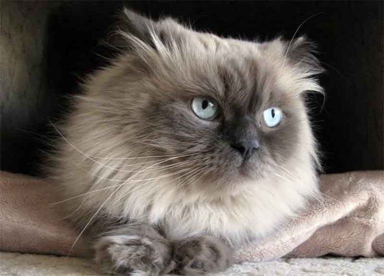 Mengenali Kucing Himalaya Asli dan Palsu - Solahart Handal
