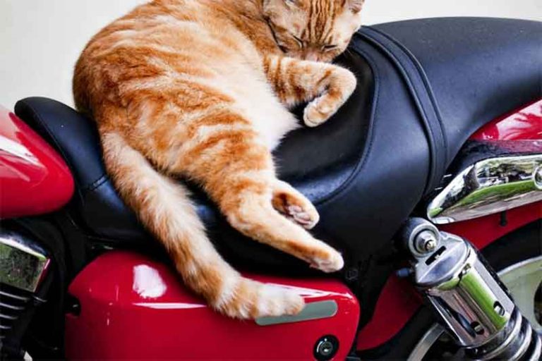 Motor Dikencingi Kucing Pertanda Apa? Mitos atau Fakta? - Solahart Handal