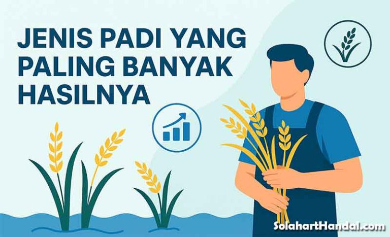 Jenis Padi yang Paling Banyak Hasilnya - Solahart Handal